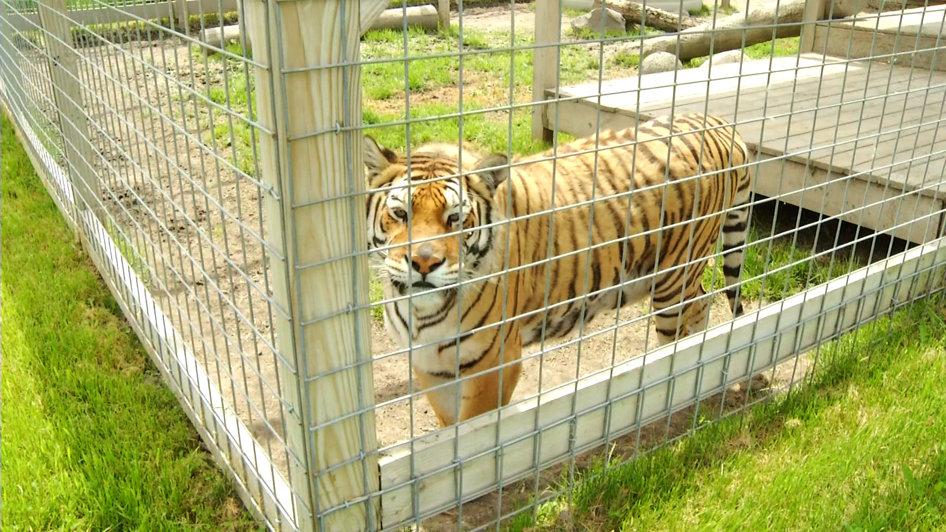 The Roscommon Zoo Reopens Gates to More Than 120 Domestic, Exotic ...