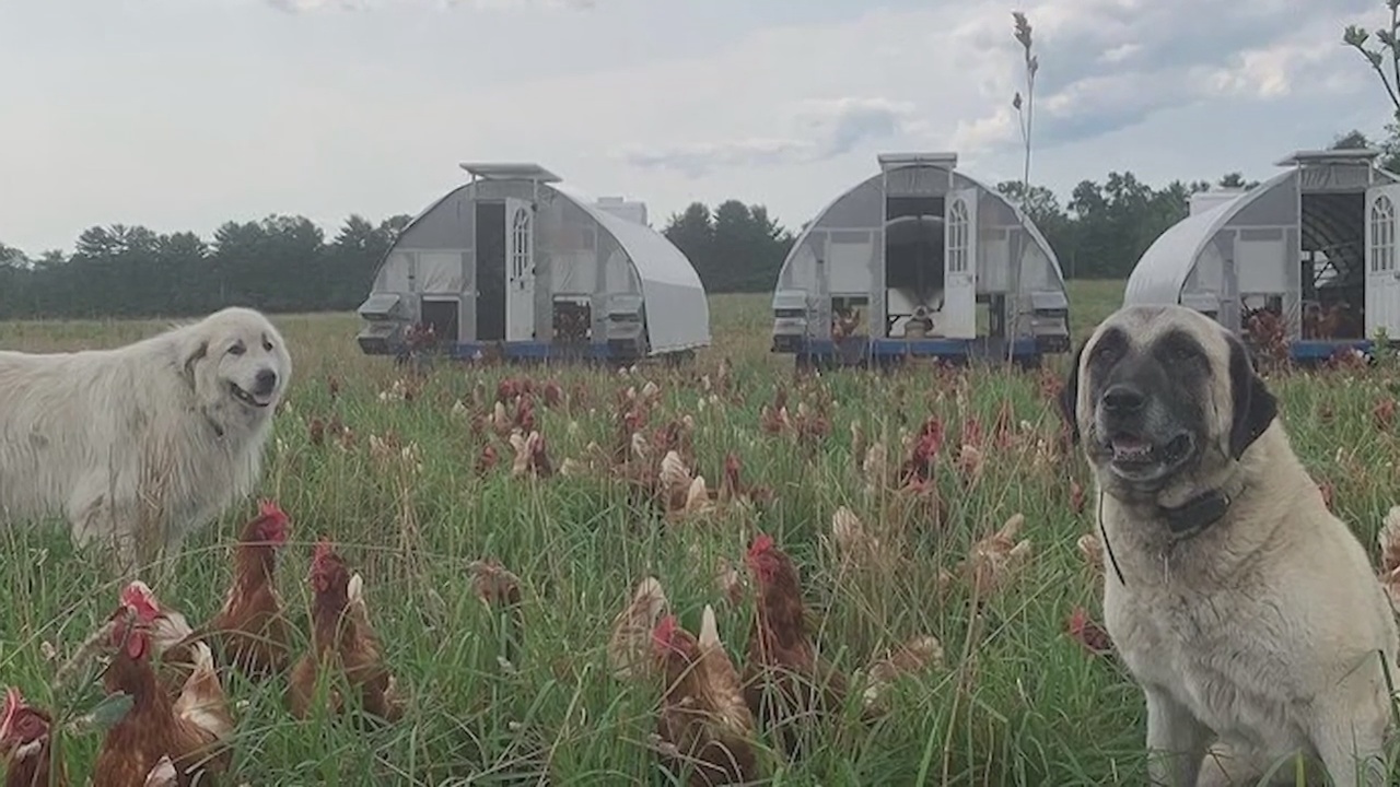 Growing, Eating and Educating with NanBop Farm: The “What’s” of Farming ...