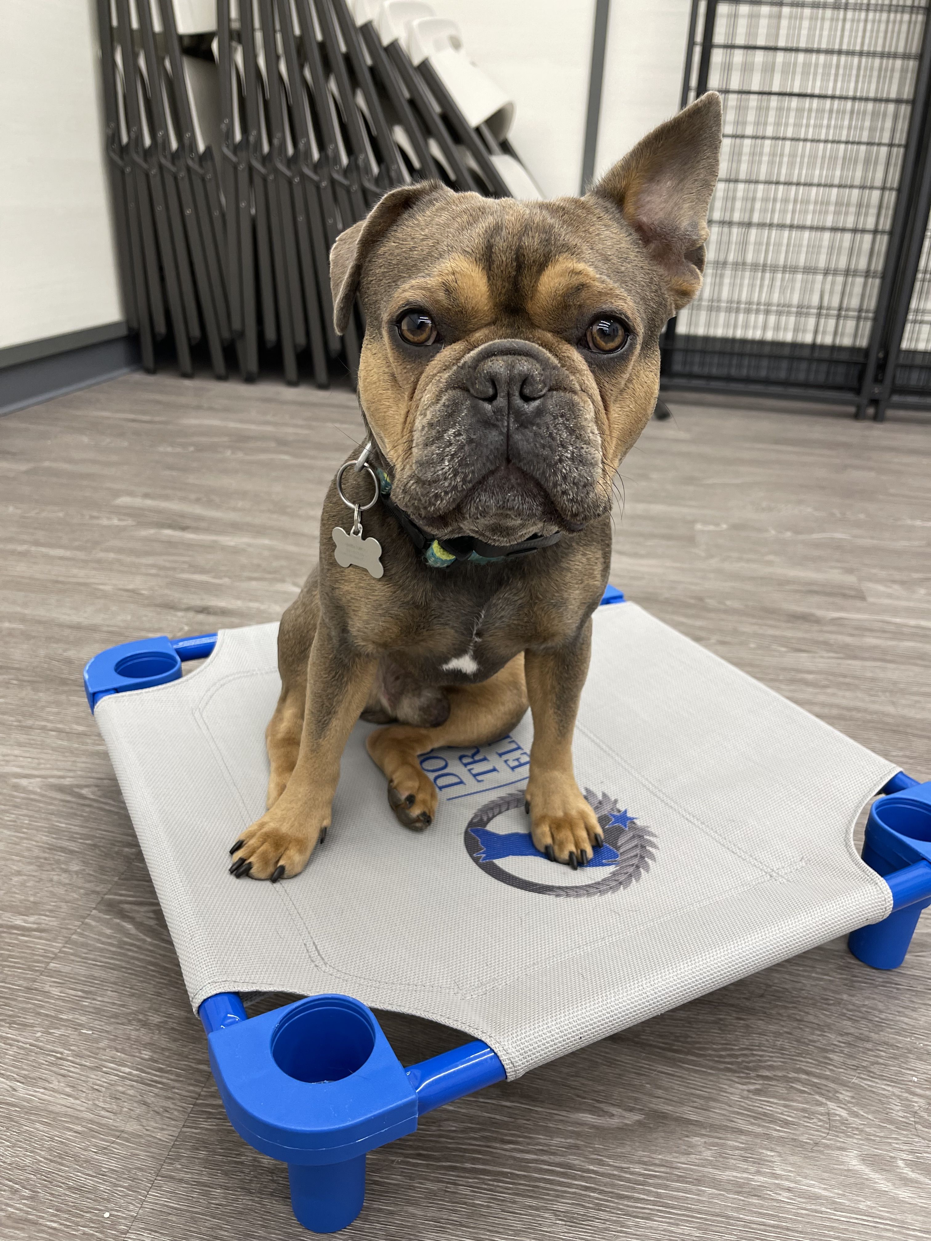 MTM On The Road: Training Dogs Fur Real – 9&10 News