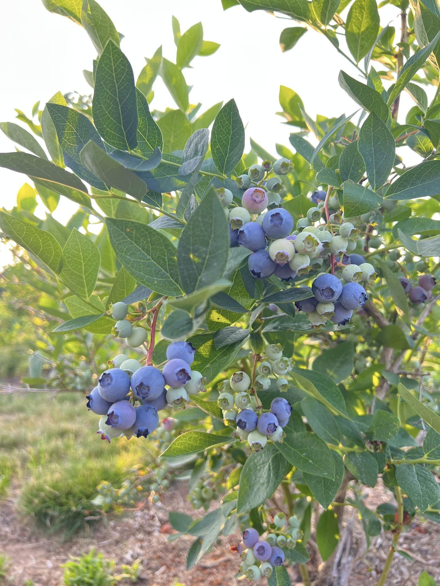 Celebrating National Blueberry Month at Bulldog Berries – 9and10News.com