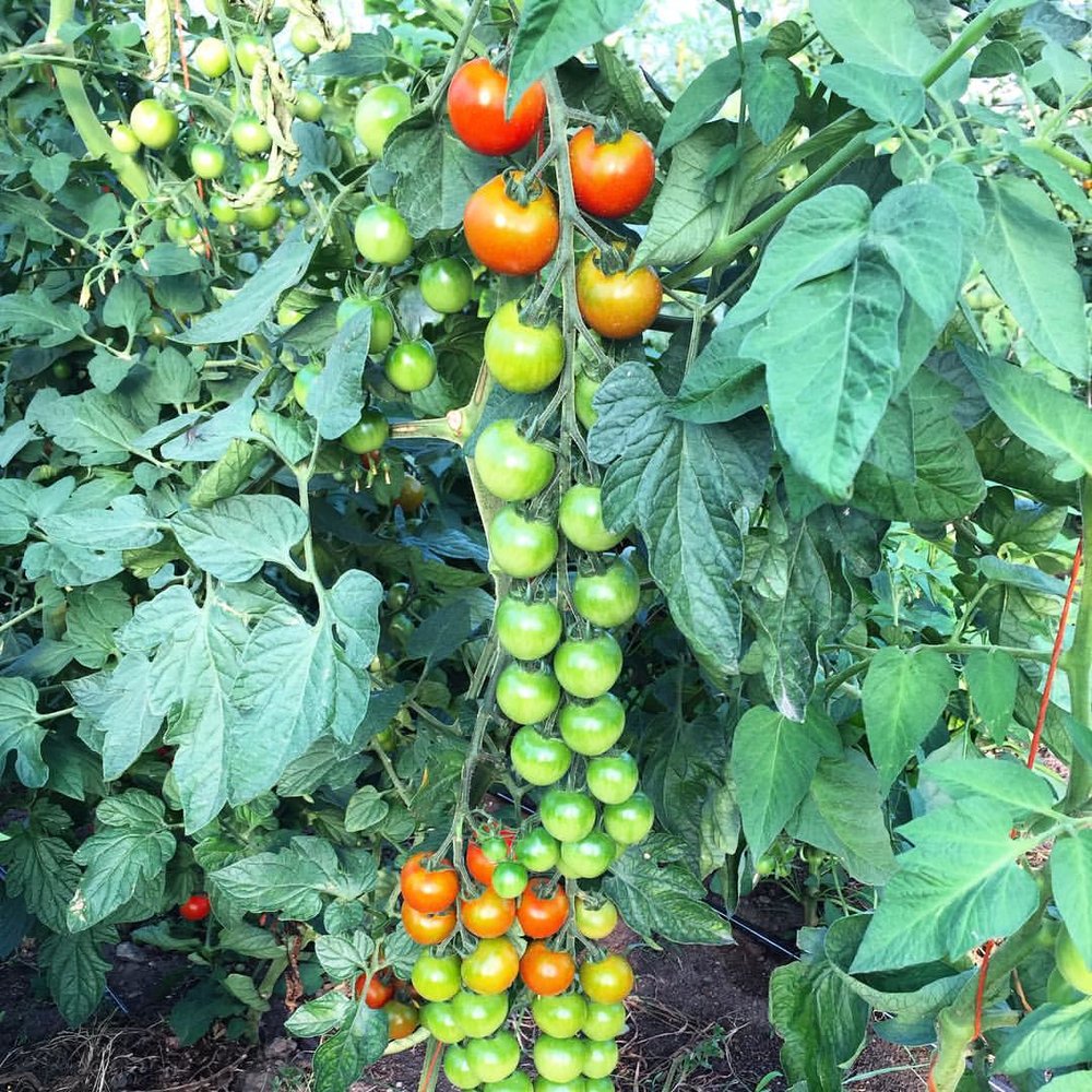 9 Bean Rows: Getting to Know Your Local Farmer – 910News.com