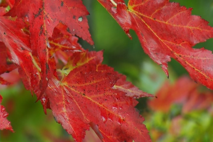 Sights and Sounds: Fall Color Tour – 9and10News.com