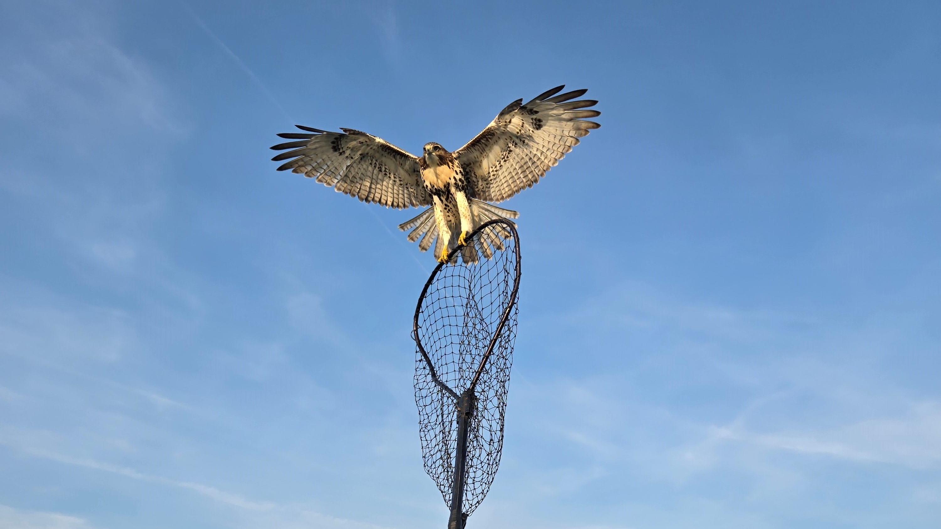 Gallery: Take a look at these amazing red-tailed hawk photos! – 910News.com