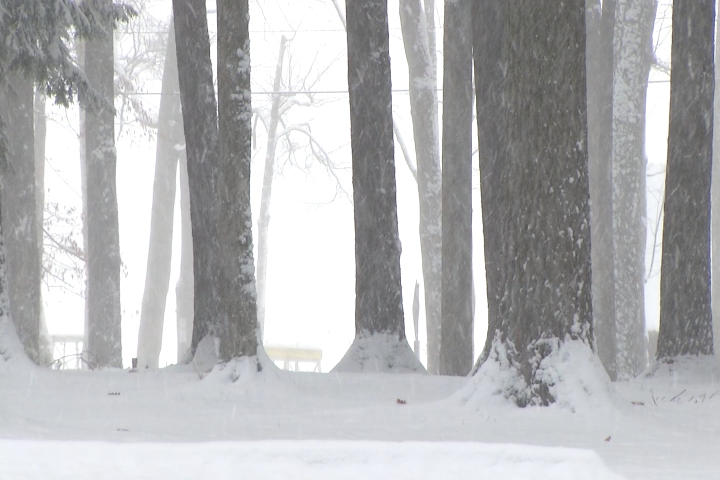 Sights and Sounds: Snow Falling at Kenwood Park in Cadillac – 9&10 News