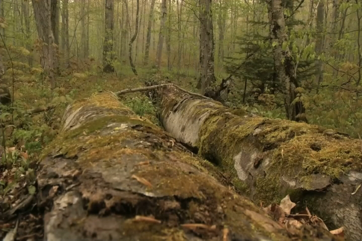 Northern Michigan In Focus: Legend of the Log Slide – 9&10 News