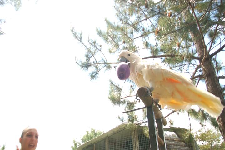Sights and Sounds: Roscommon Zoo – 9&10 News