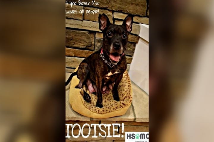 Dog Tootsie Hoping to Share Her Love With Forever Family – 9&10 News