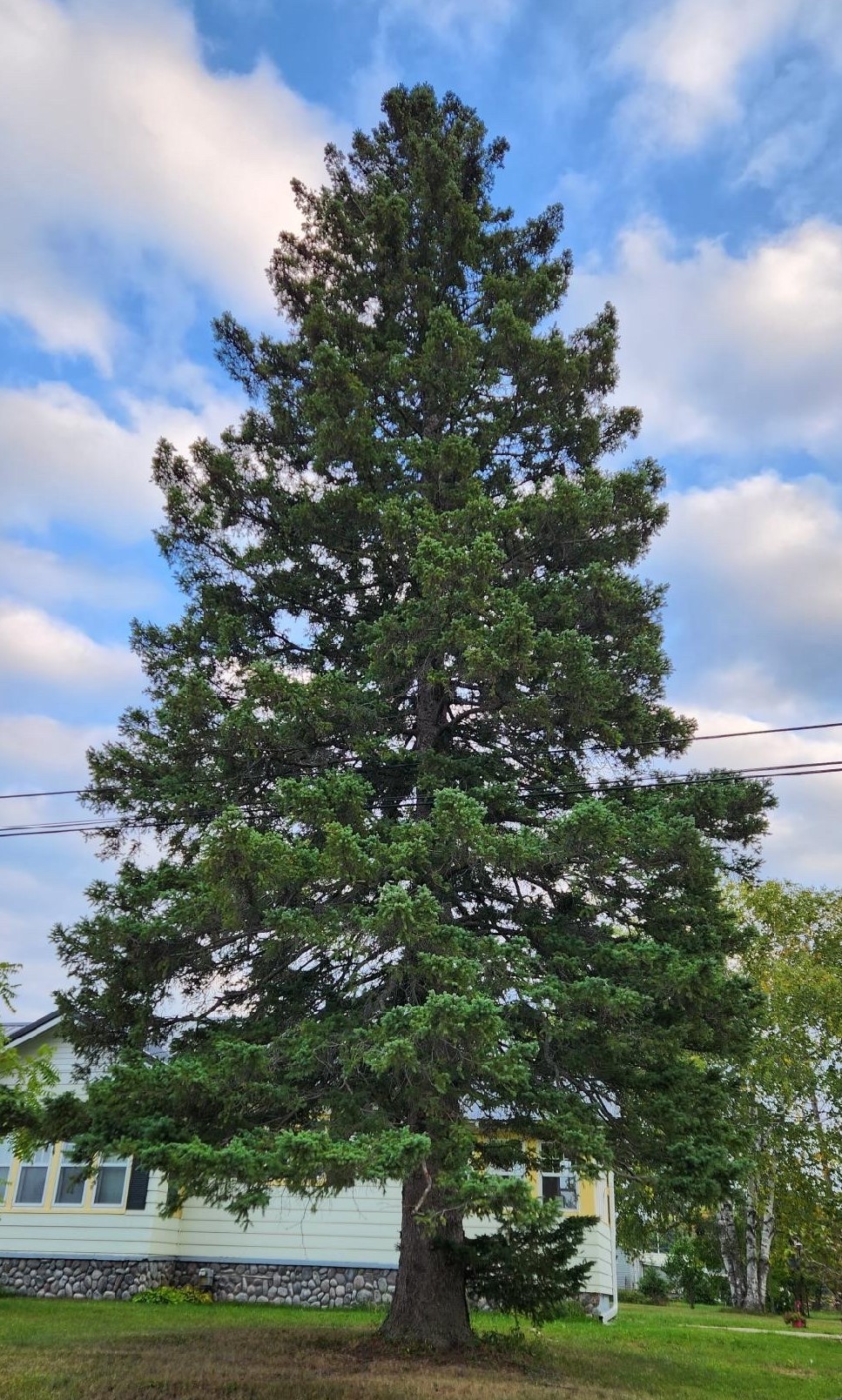 Northern Michigan spruce named Michigan’s official 2023 Christmas tree ...