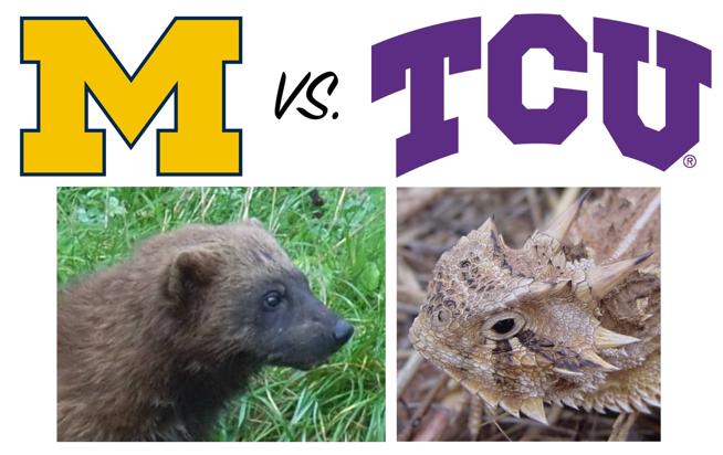 Who Would Win? Wolverine vs. Horned Frog – 9and10News.com
