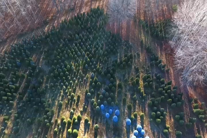 Northern Michigan in Focus: Christmas Tree Farms – 9&10 News