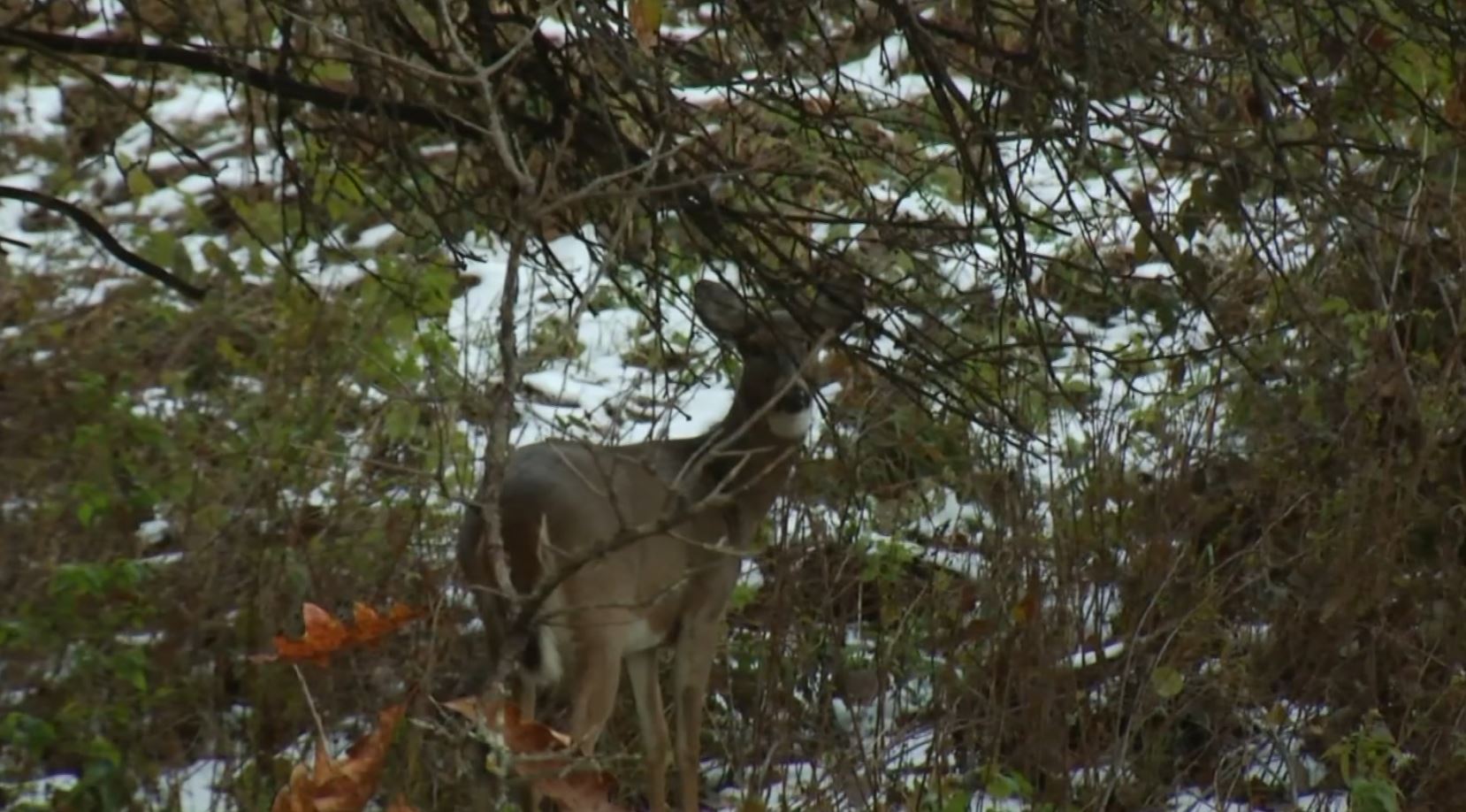 Hook & Hunting: Deer Hunting Changes – 9&10 News