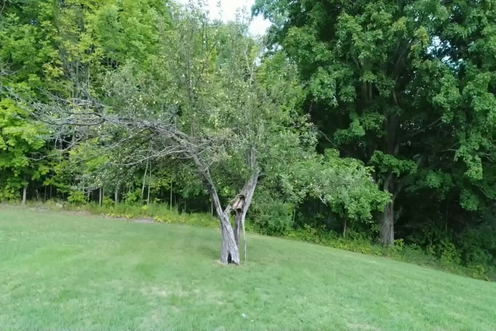 Northern Michigan in Focus: The Faith Tree – 9&10 News