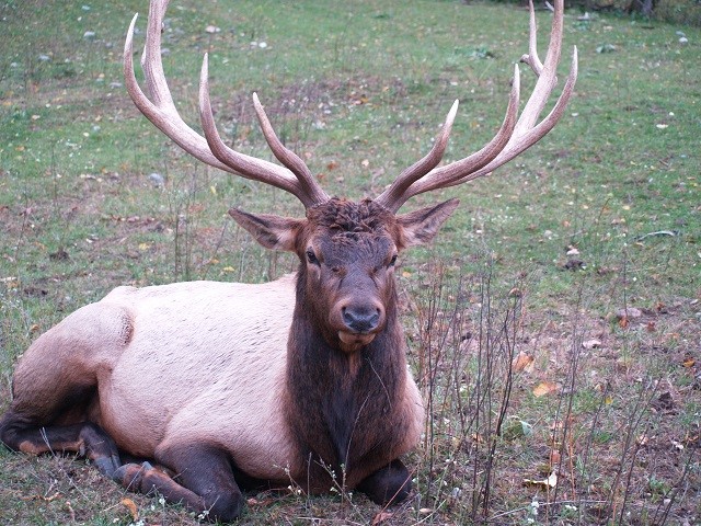Elk designated as Otsego County’s official wildlife mascot – 9&10 News