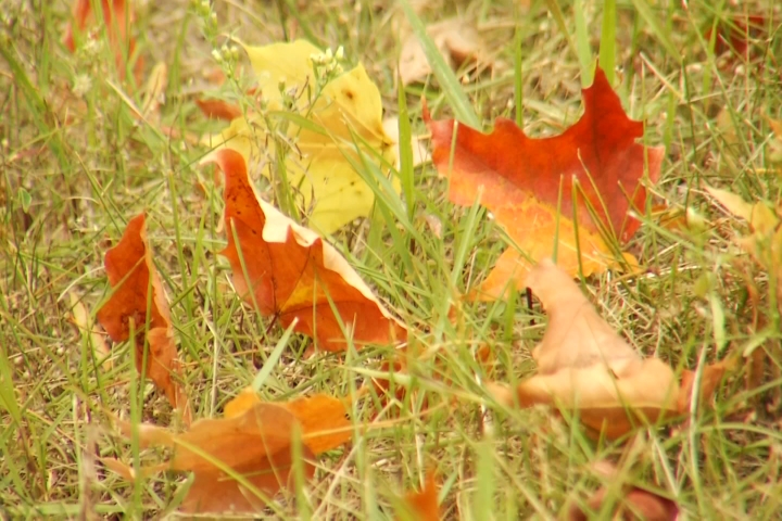 Sights and Sounds: Early Signs of Autumn – 9&10 News