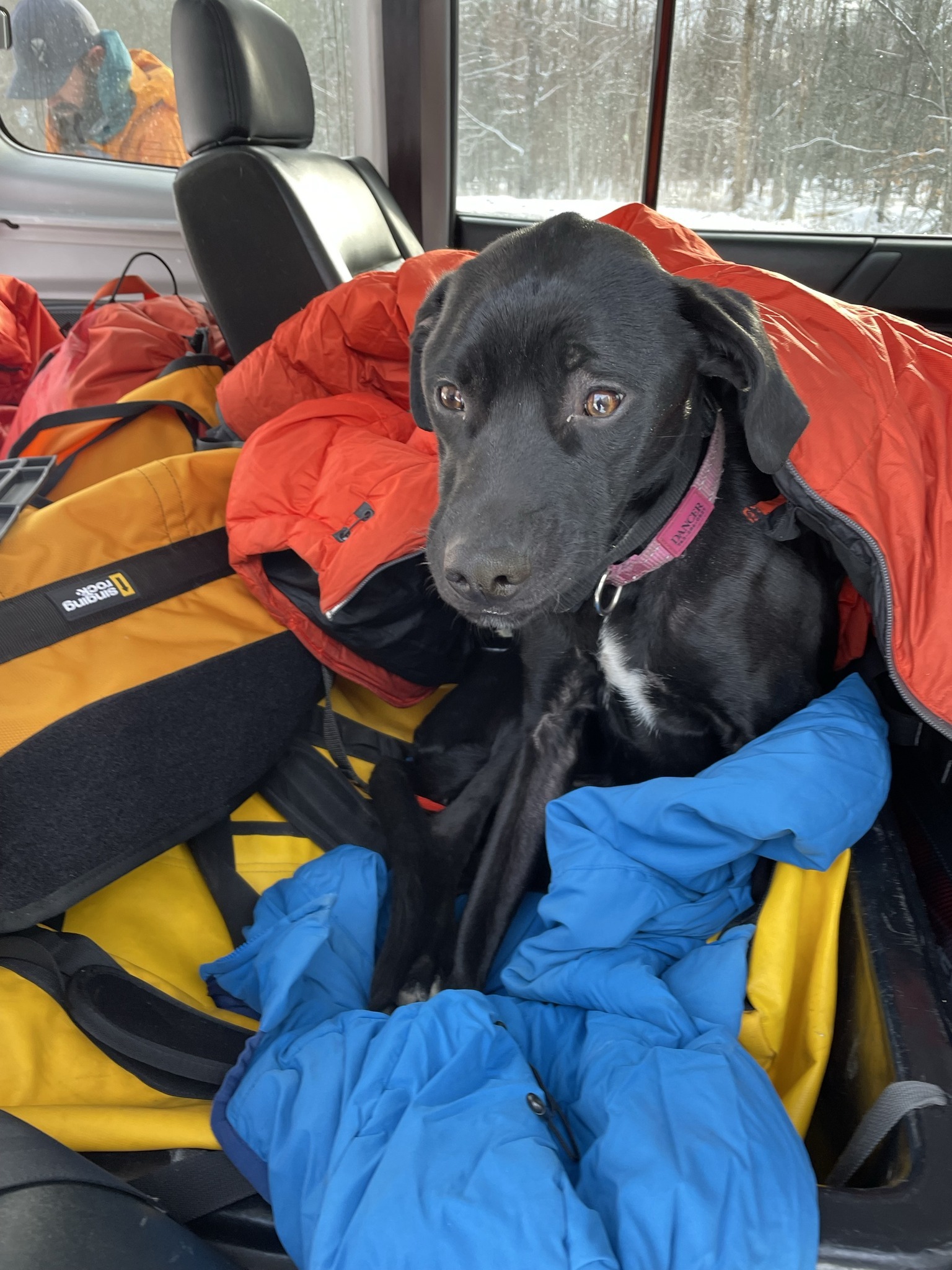 Dog falls off cliff at Pictured Rocks and is feared dead, but rescuers ...