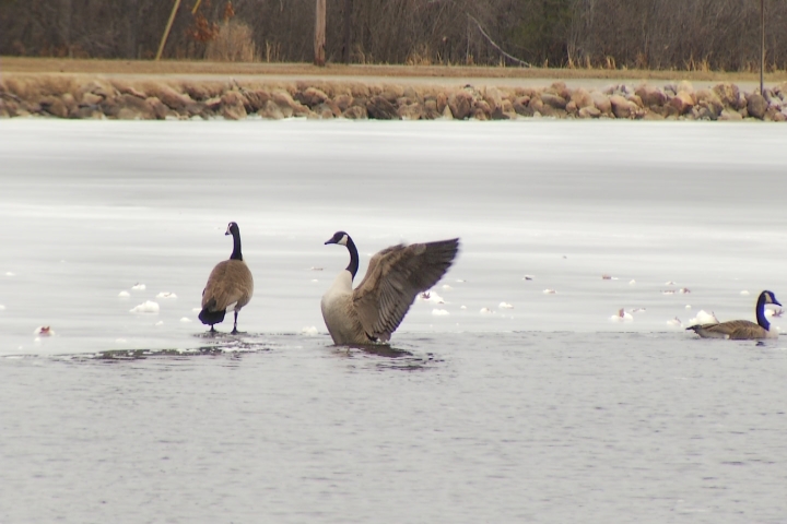 Sights and Sounds: Happy Geese – 9&10 News