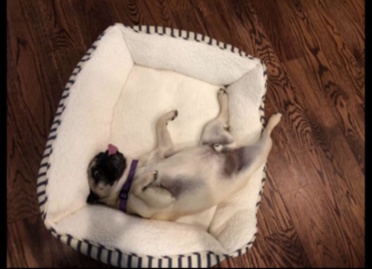 CDC Recommends Social Distancing Guidelines for Pets – 910News.com