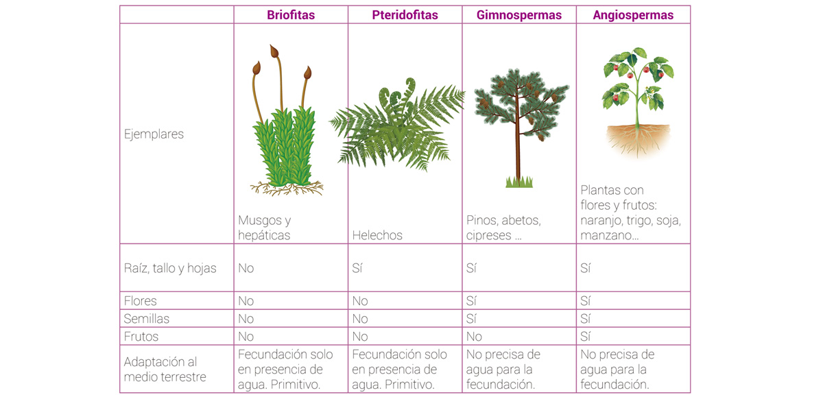 Ejemplos De Briofitas EcologíaVerde On X: "Plantas No Vasculares: