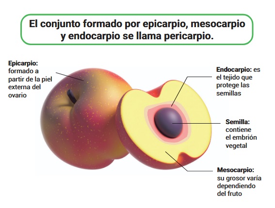 Partes De Una Fruta De Manzana