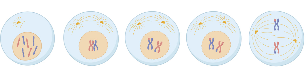Profase 1 De La Meiosis Meiosis (artículo) | Herencia | Khan Academy