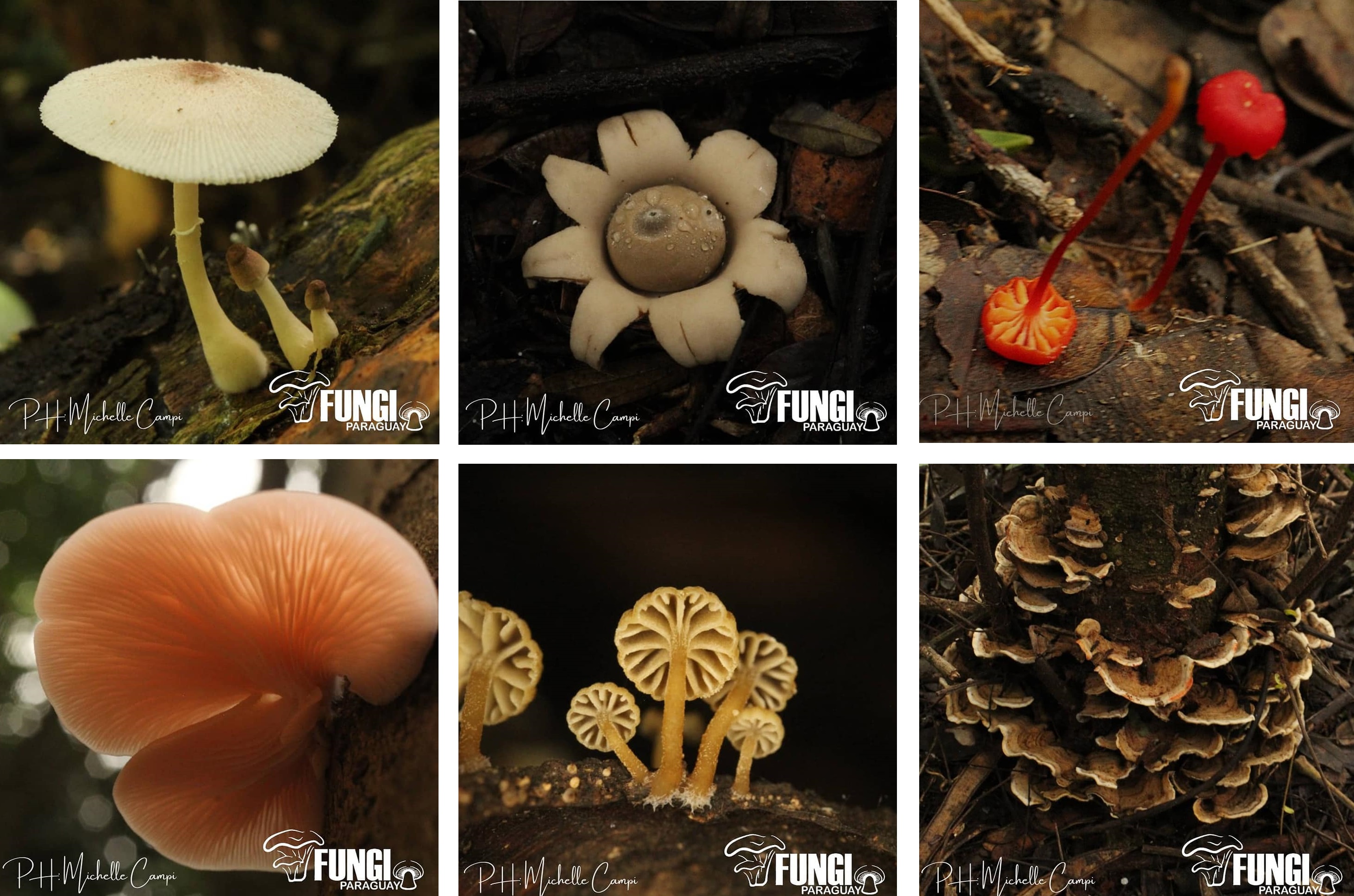 Hongos Silvestres Que Son Venenosos