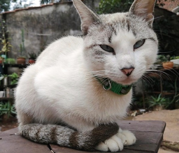 Pichi - Encontrá a tu mascota - ABC Color