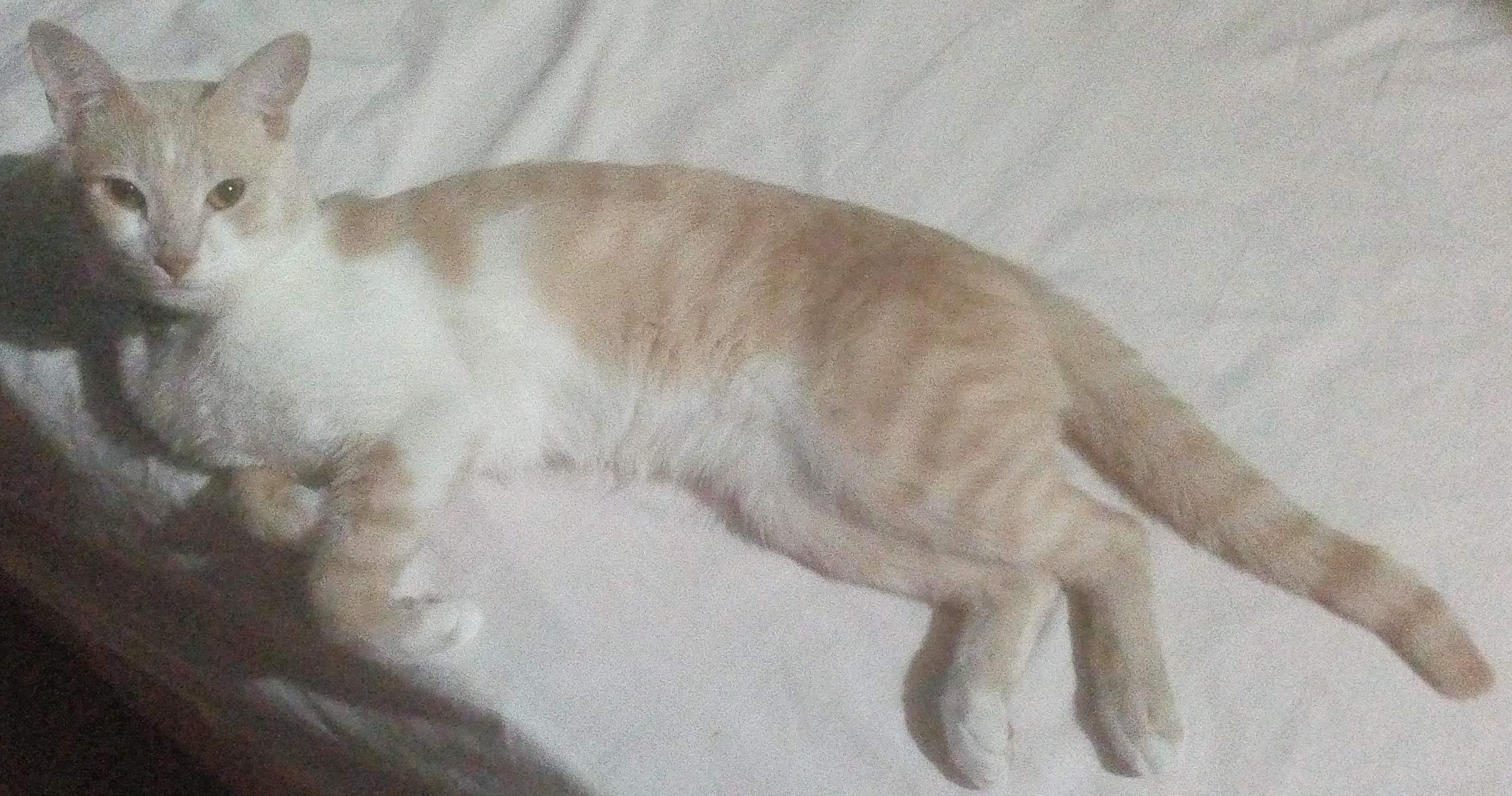 Pichi - Encontrá a tu mascota - ABC Color