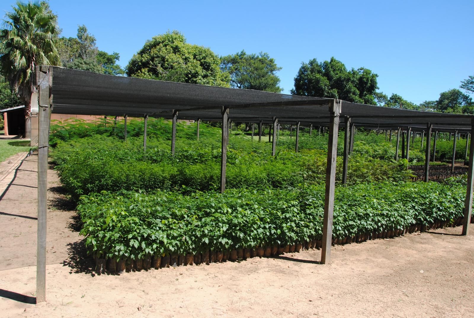 Vivero Forestal habilita plantines para reforestación - Nacionales ...