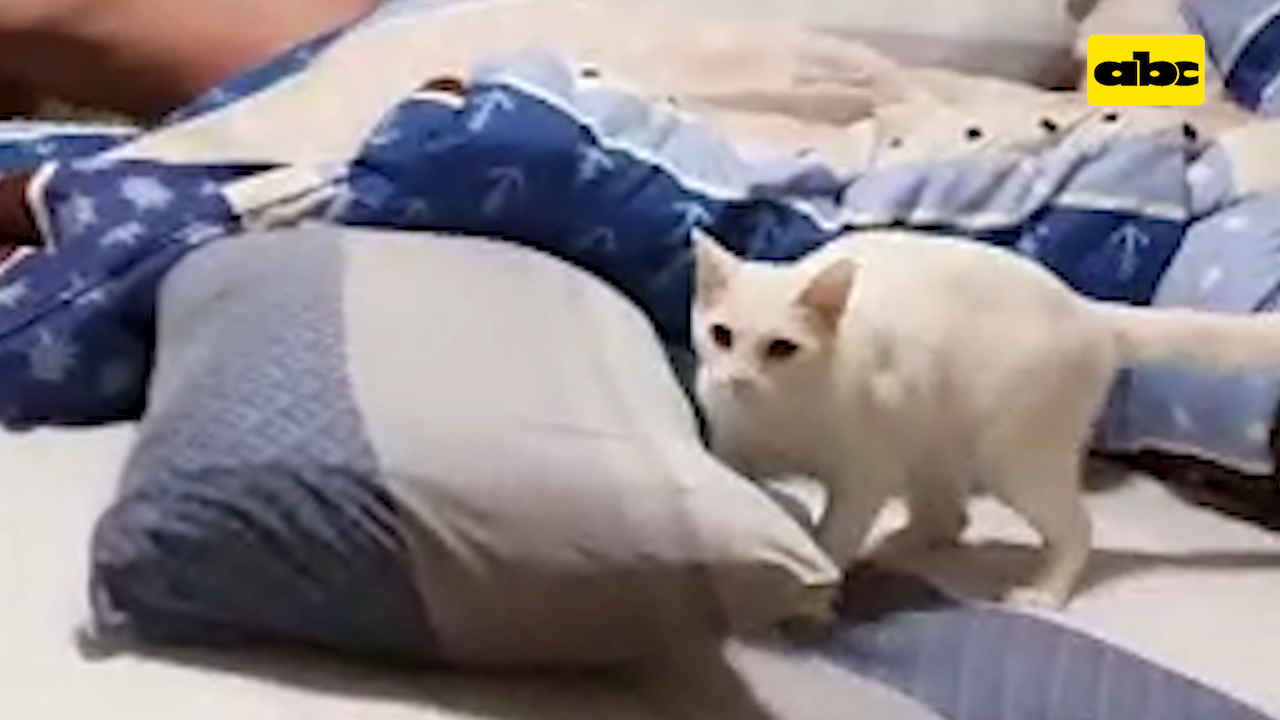 El “narco michi” fue tendencia en redes sociales - ABC Noticias - ABC Color