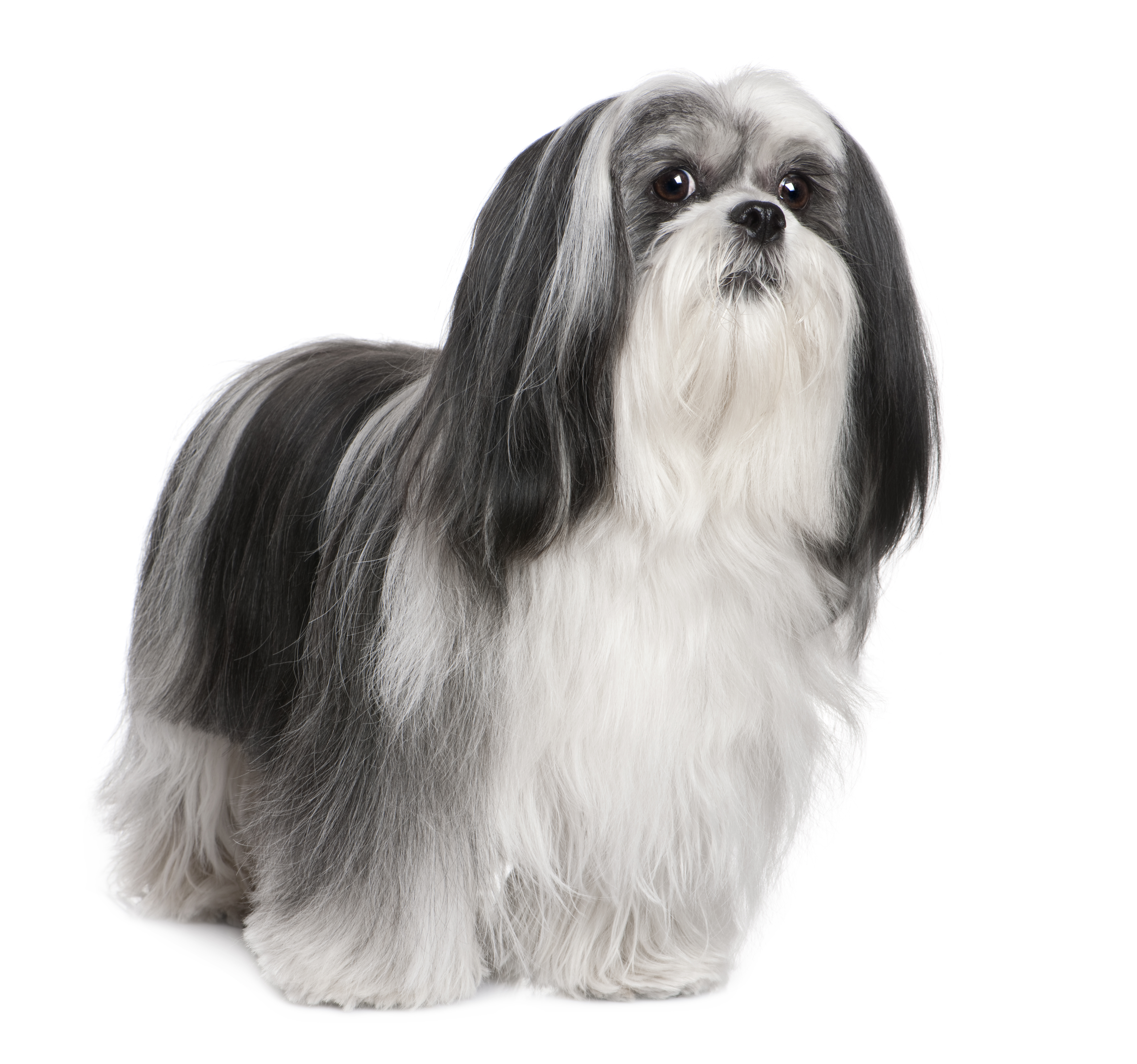 Una Raza De Perro Lhasa Apso