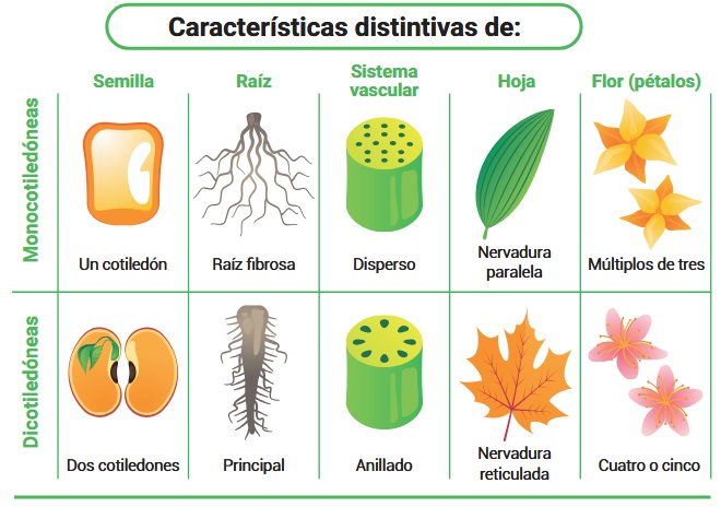 10 Ejemplos De Plantas Monocotiledóneas