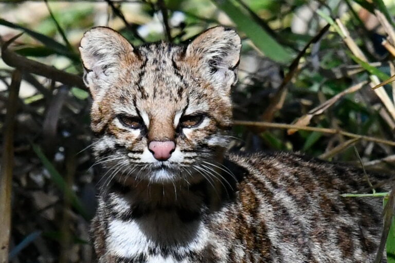 Puedes Domesticar Ocelotes