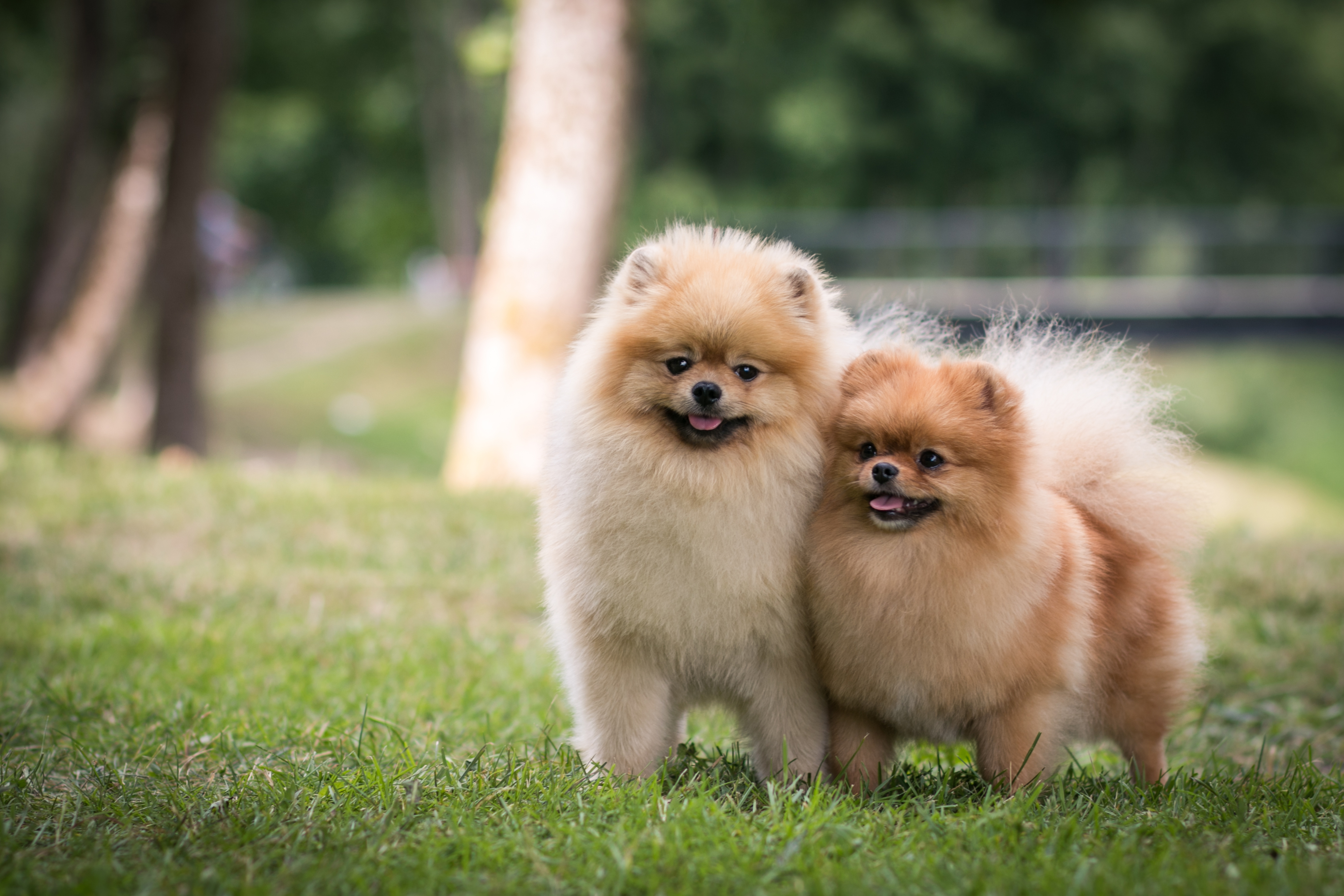 Razas De Perros Pequeños Que Requieren Poco Mantenimiento