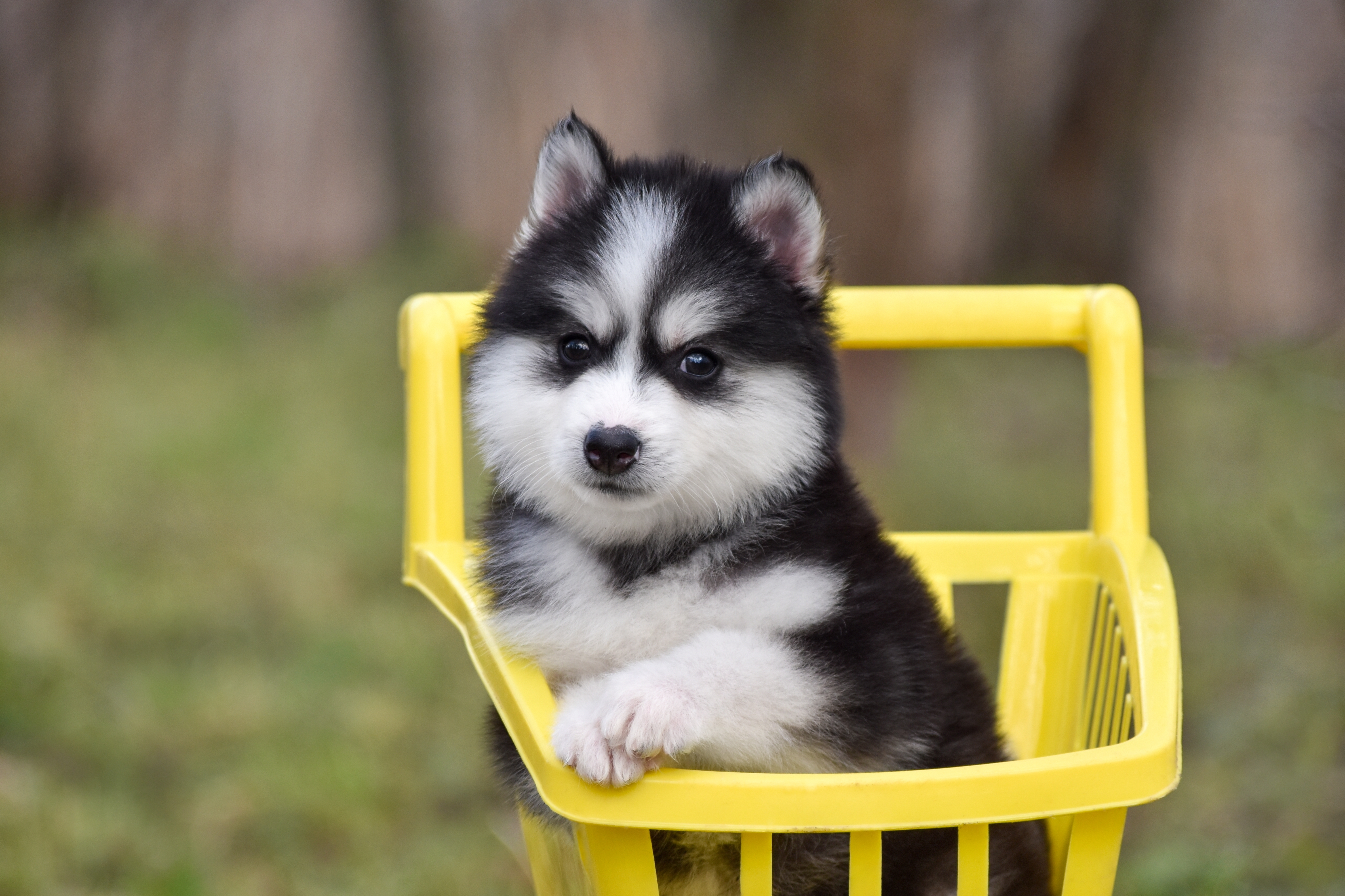 Puede Un Husky Siberiano Vivir En Los Territorios Del Sur De Francia