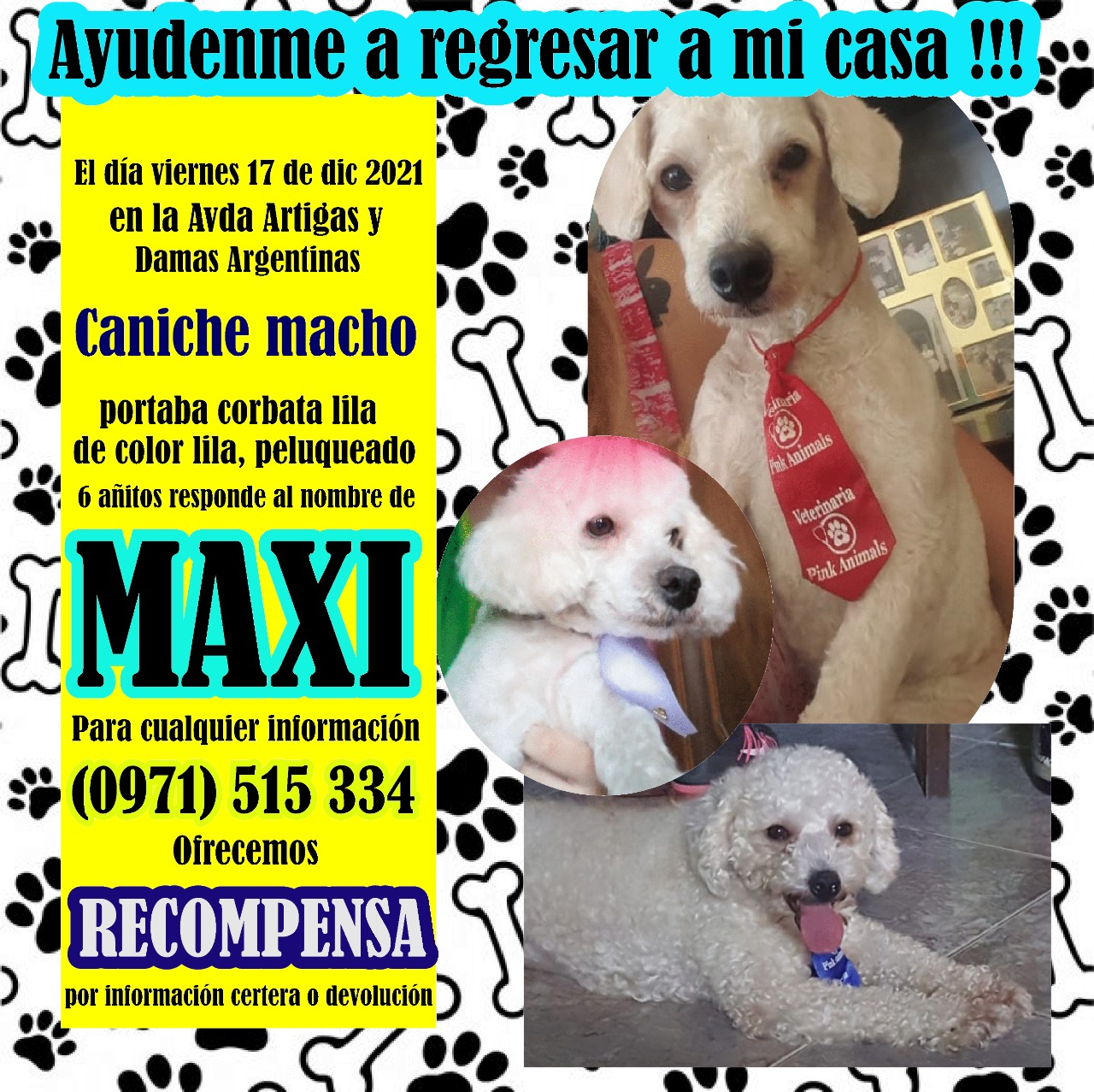 Maxi - Encontrá a tu mascota - ABC Color