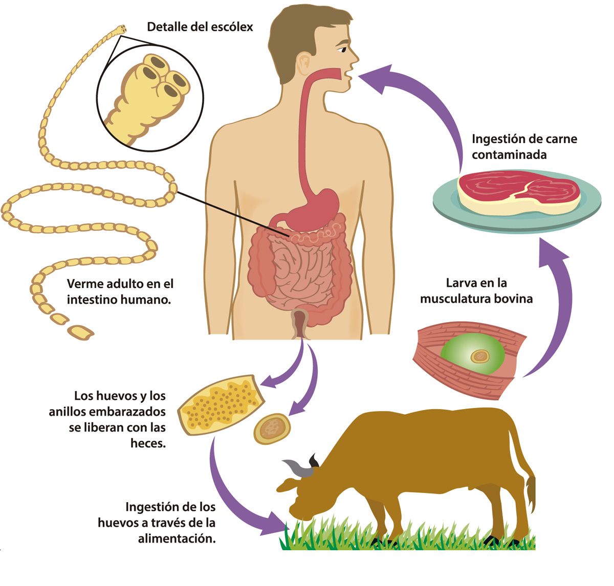 Dentro De Una Tenia Humana