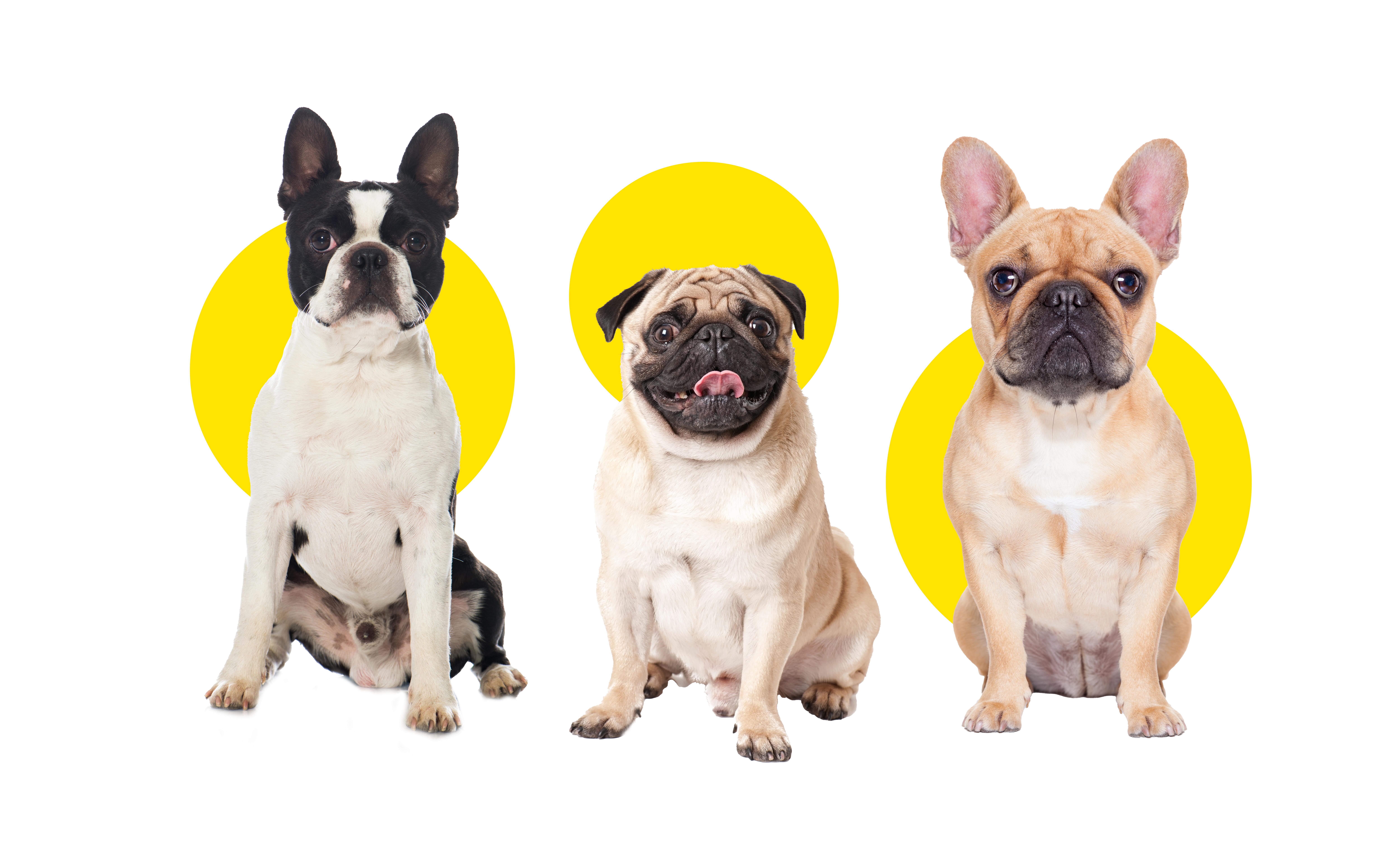 Como Diferenciar Entre Bulldog Frances Y Boston Terrier