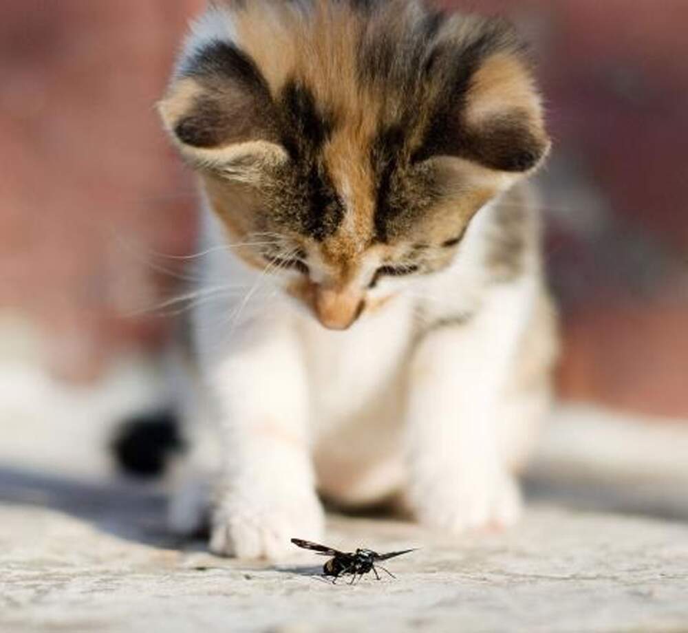 Cómo Mantener A Los Insectos Alejados De Los Perros.