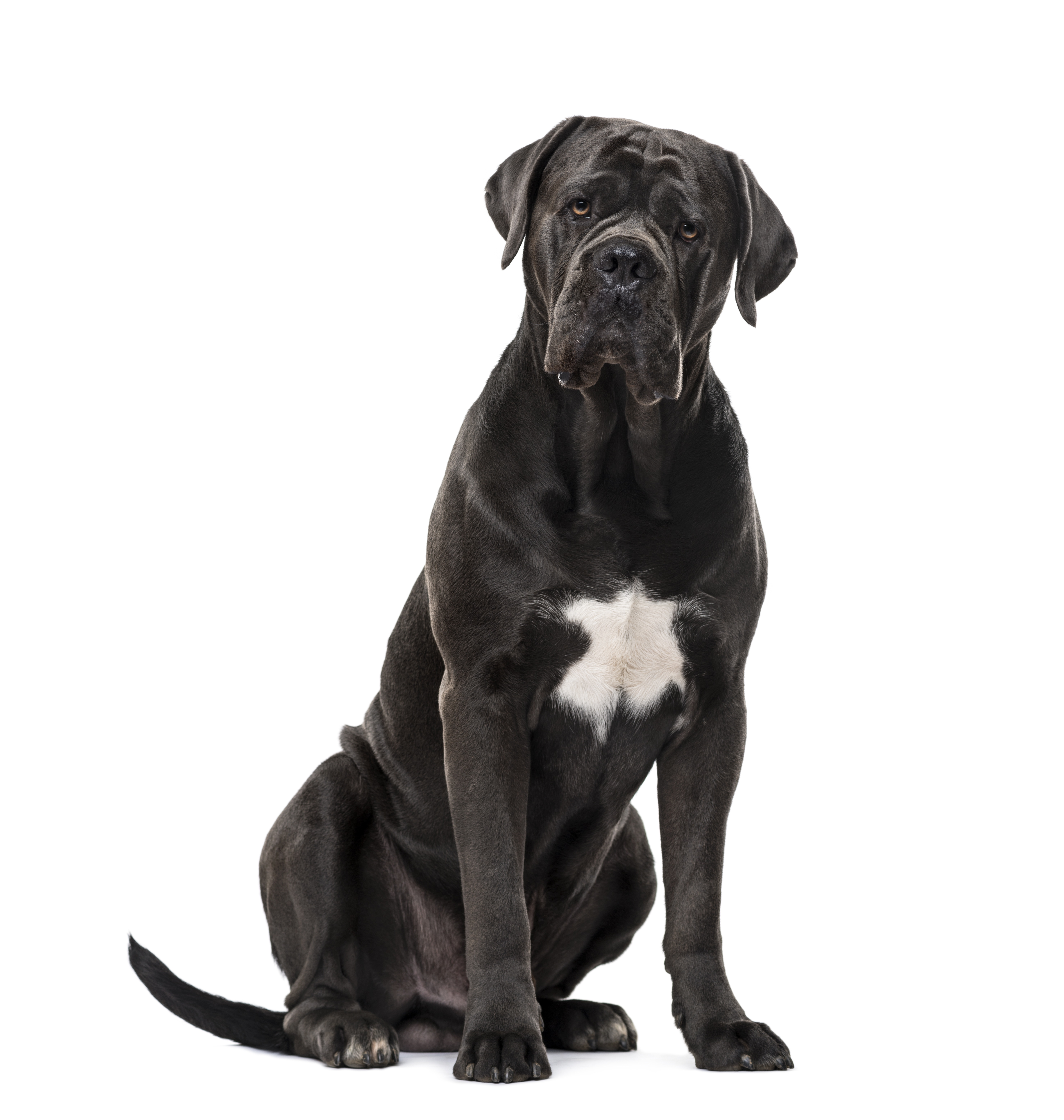 Perro De Raza Cane Corso Italiano