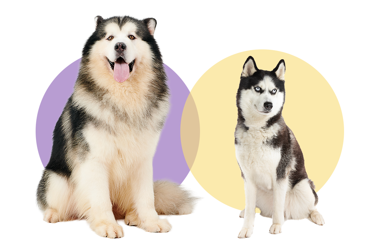 Cual Es La Diferencia Entre Un Husky Siberiano Y Un Husky De Alaska