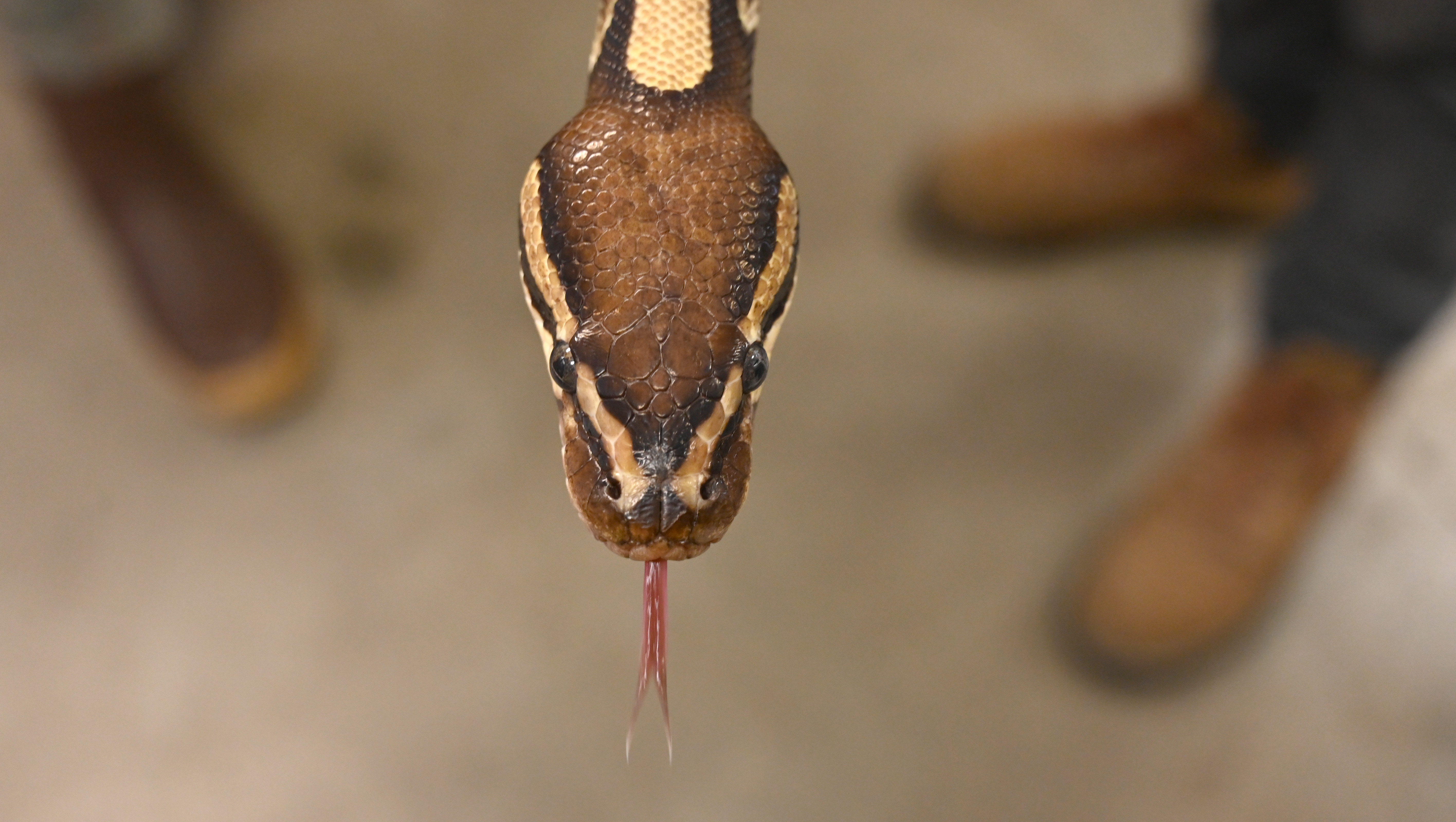 Kinds Of Snakes In Alaska