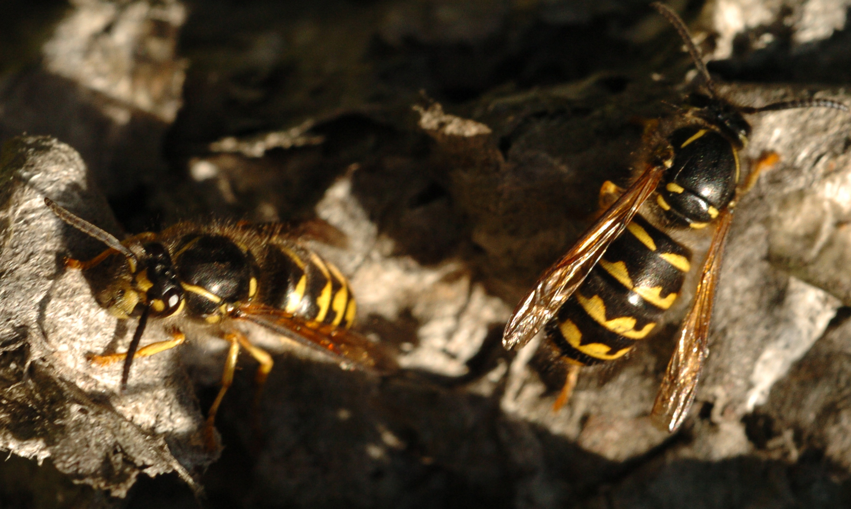 Notice more wasps and yellow jackets this year? You’re not alone ...