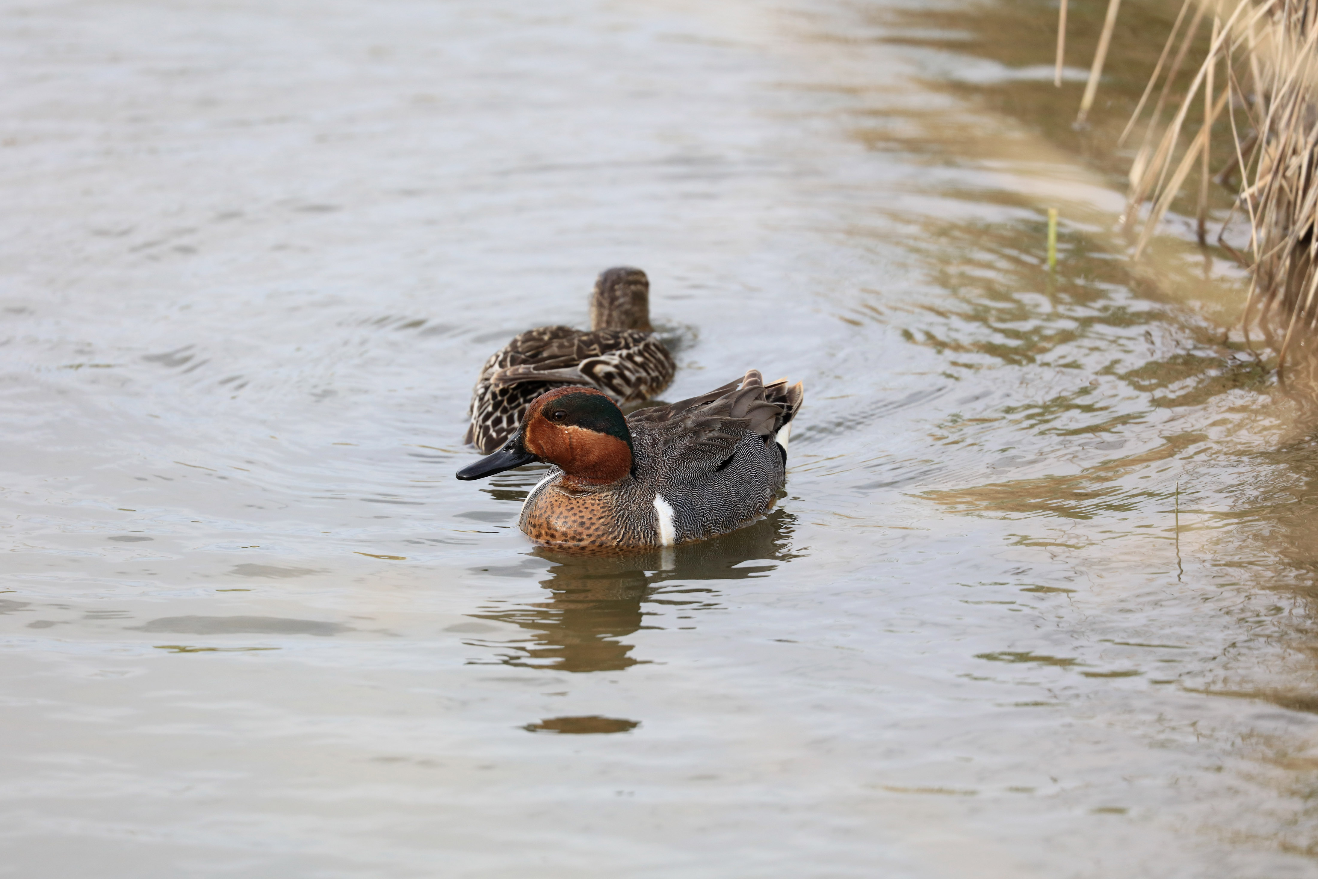 Knowledge gained in a duck blind can turn a hunter into a springtime ...