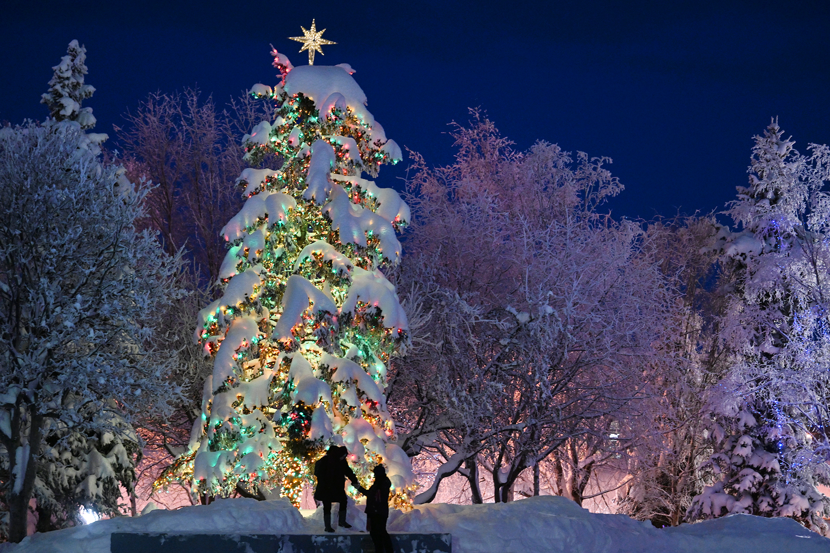 Christmas Lights Alaska Alaska Botanical Garden Brighter Winter