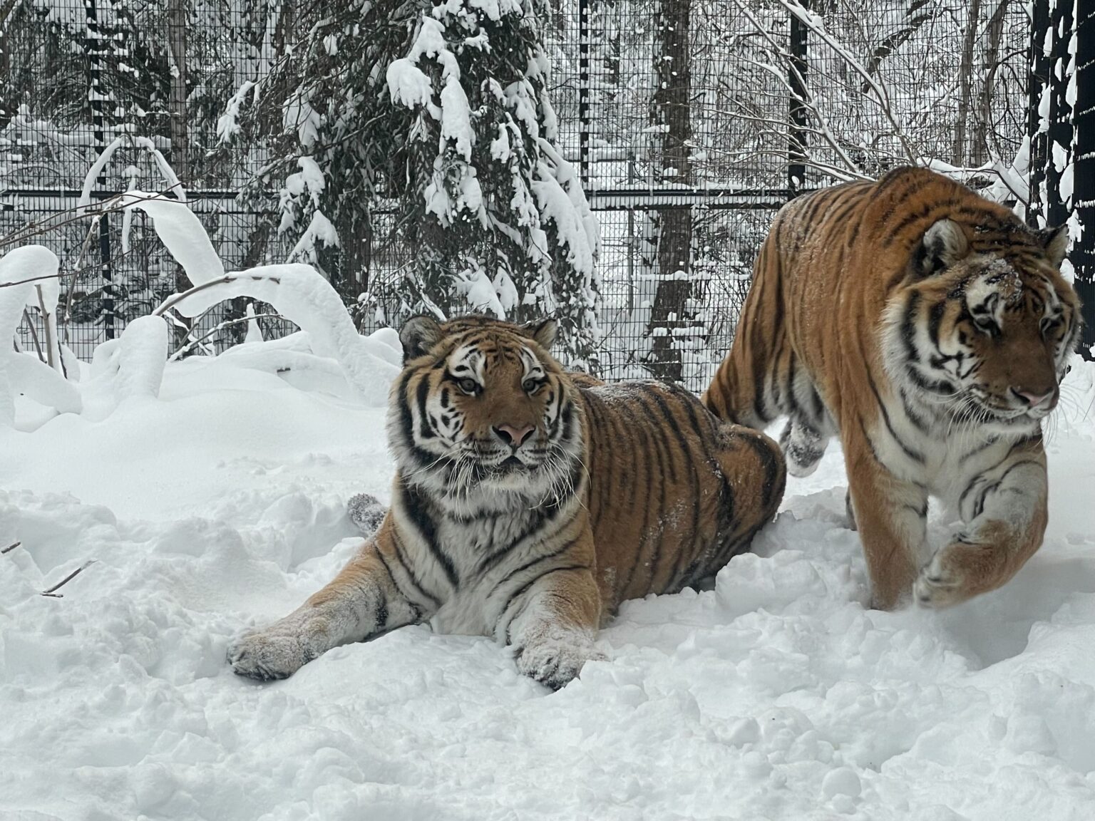 What researchers hope to learn from a Siberian tiger taking its final ...