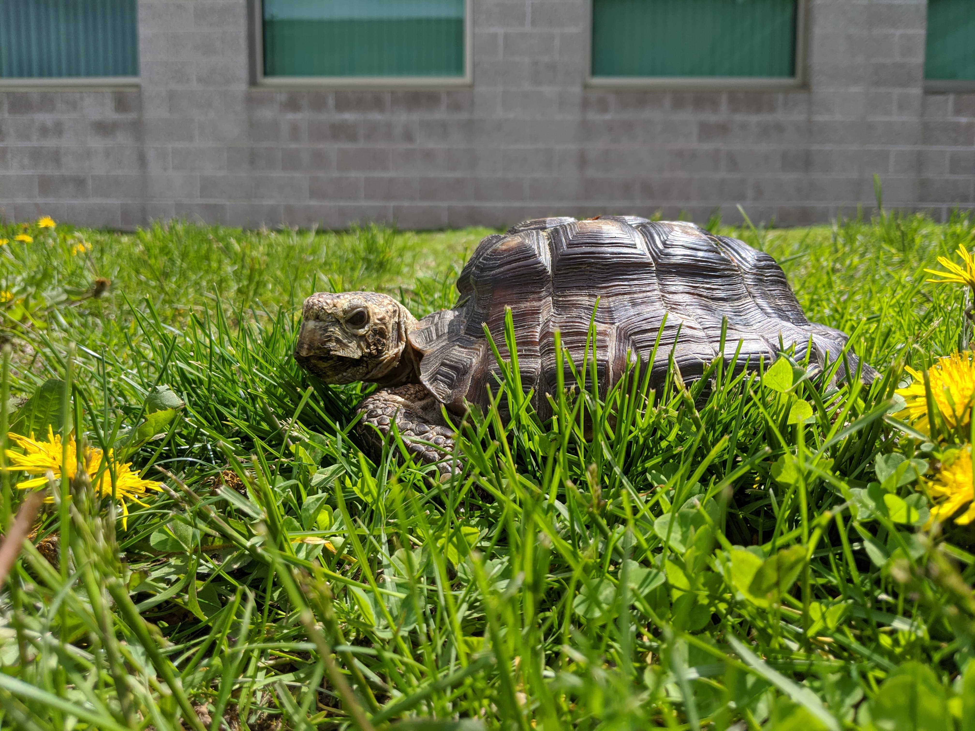 New home found for Ms. Jennifer, 53-year-old tortoise whose owner died ...