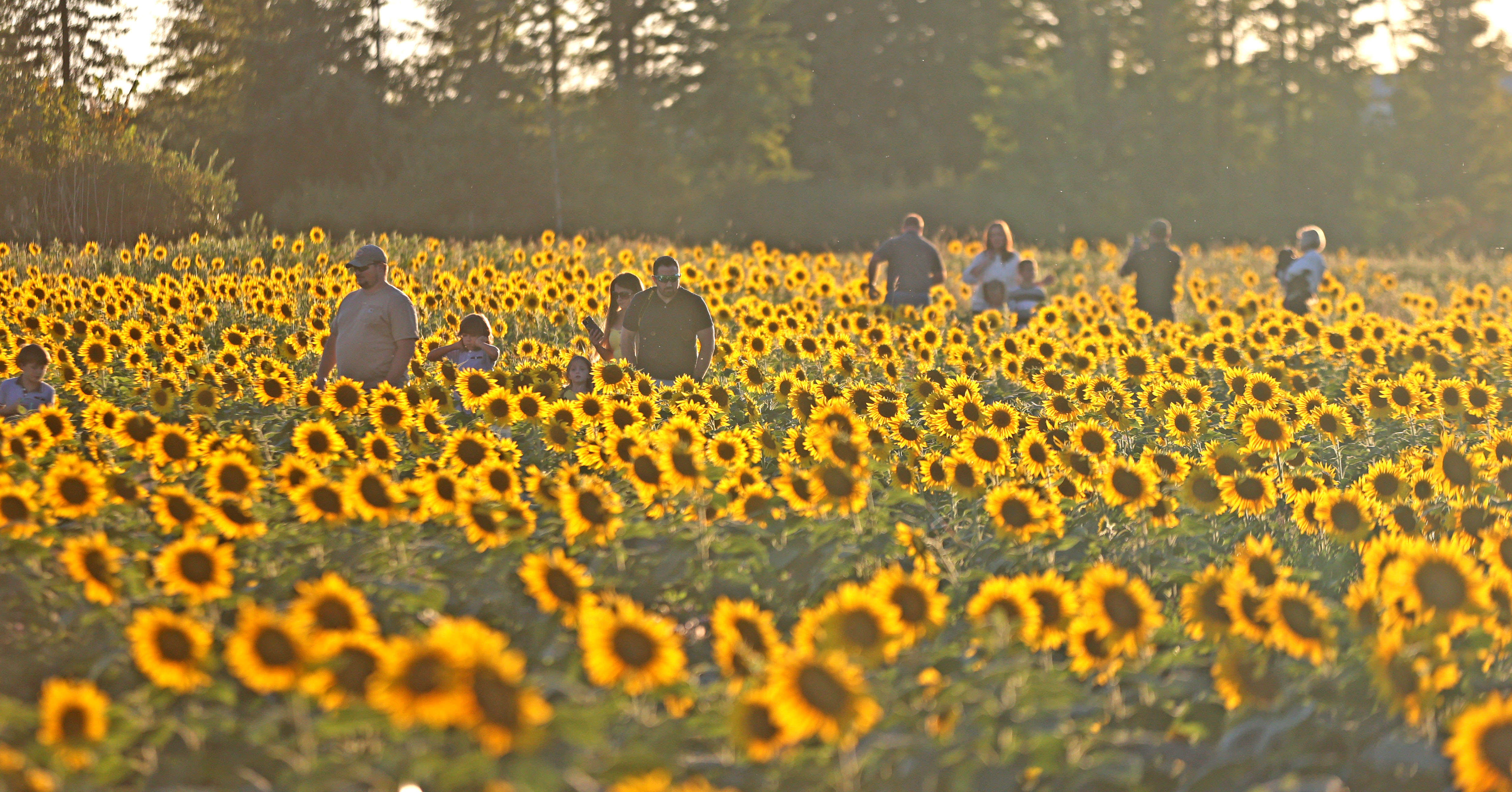 Maria’s Field of Hope in Avon is in full bloom, September 29, 2021 ...