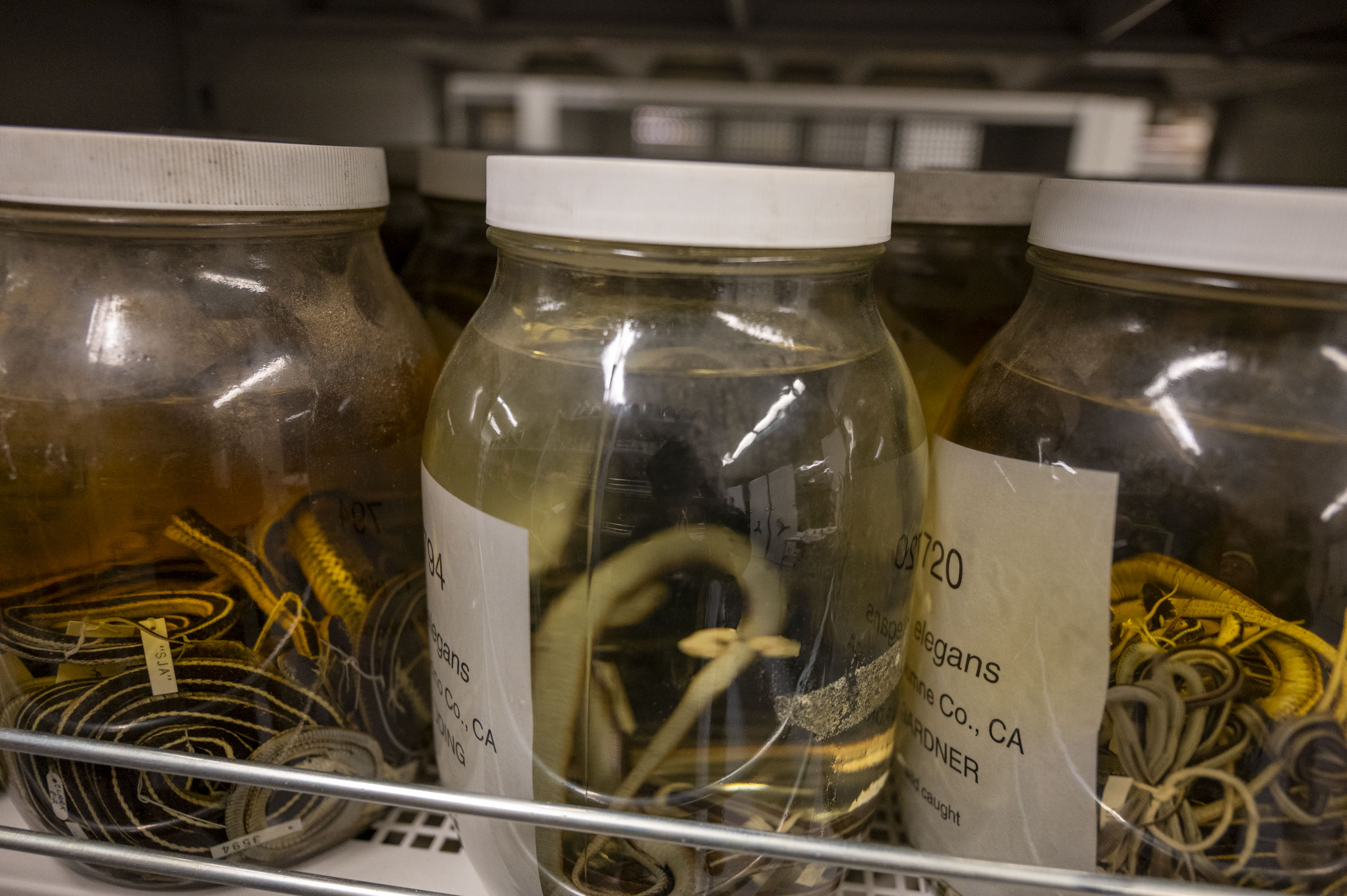 University of Michigan's snake collection - mlive.com