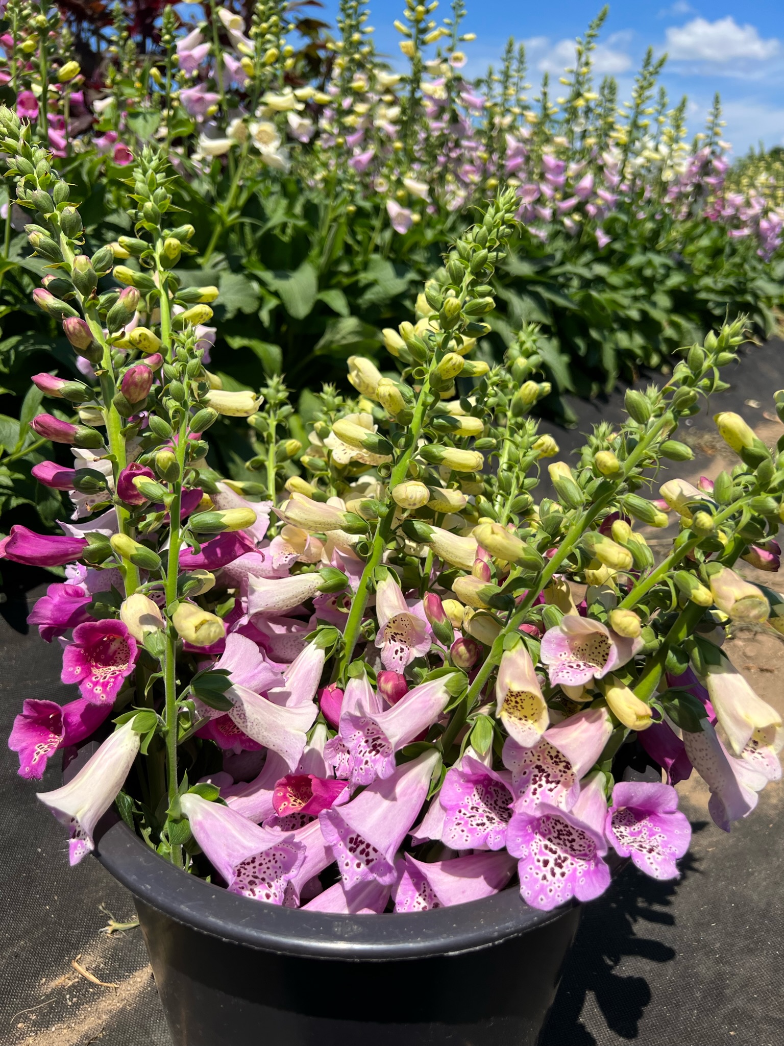 Tangerini's Farm - masslive.com