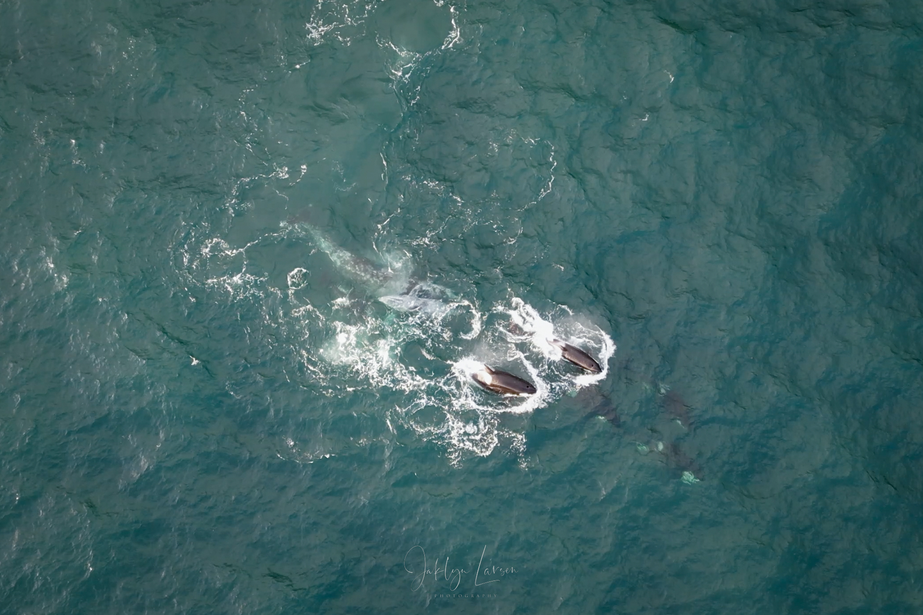 Pack of orcas hunt gray whales off Oregon's central coast - oregonlive.com